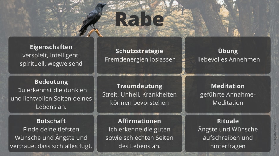 Krafttier Rabe: Bedeutung, Botschaft und Schutzstrategien