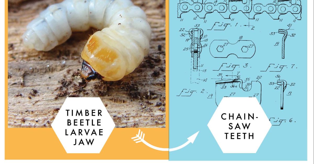 Nature's Blueprints: Biomimicry in Art and Design | Elmhurst Art Museum