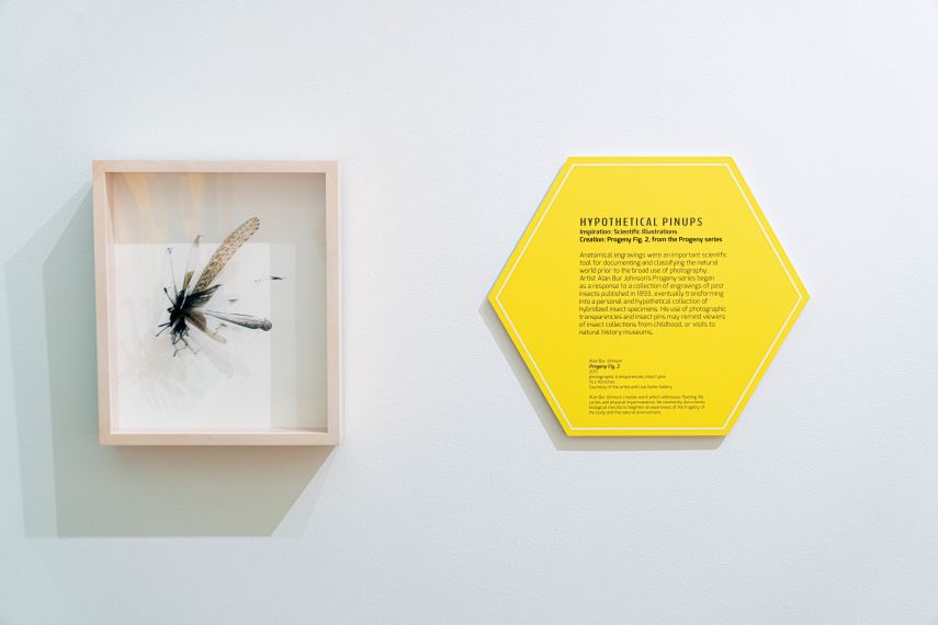 Nature's Blueprints: Biomimicry in Art and Design | Elmhurst Art Museum