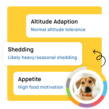 Embark Dog DNA Test Kit: Dog Breed & Health Test – Embark Vet