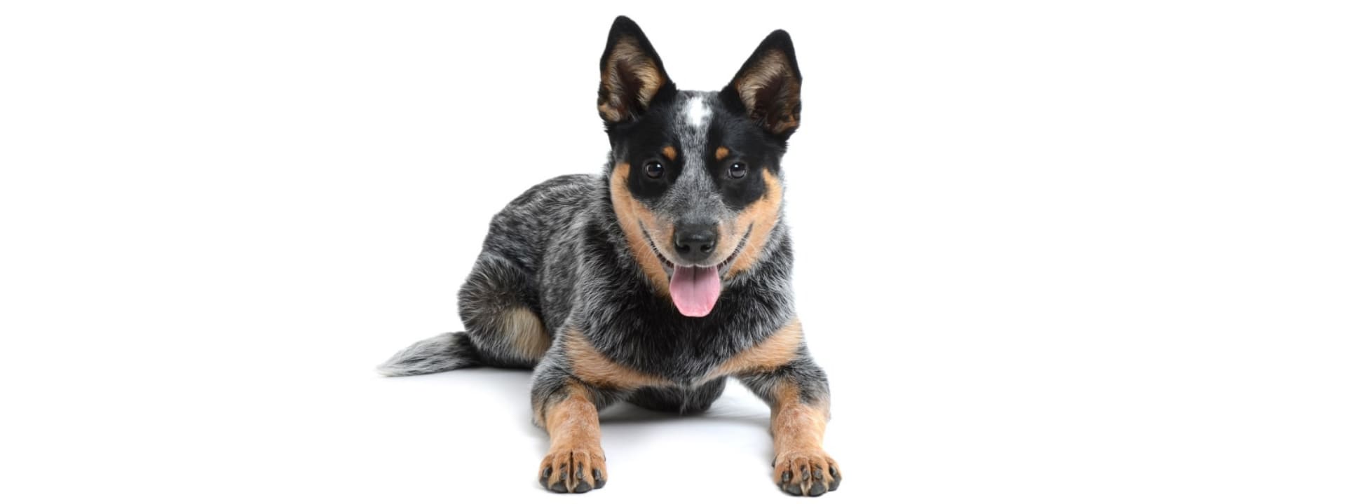 Roaning - Embark’s Newest Discovery - Embarkvet