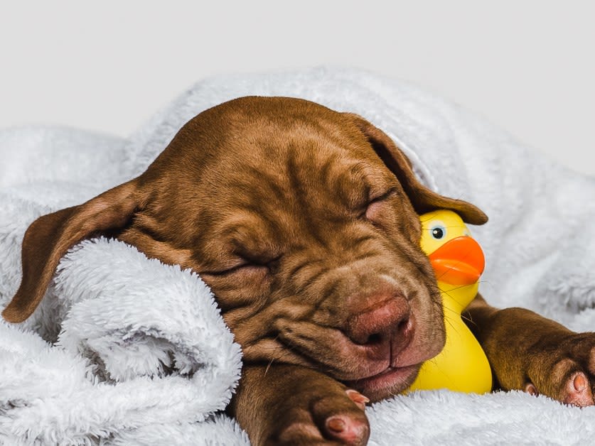 The Ultimate Guide to Bringing a New Puppy Home - Embarkvet