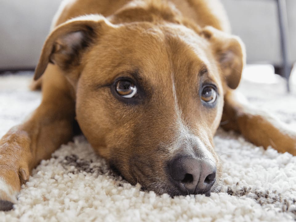 How to Help a Rescue Dog Adjust to Their New Home - Embarkvet