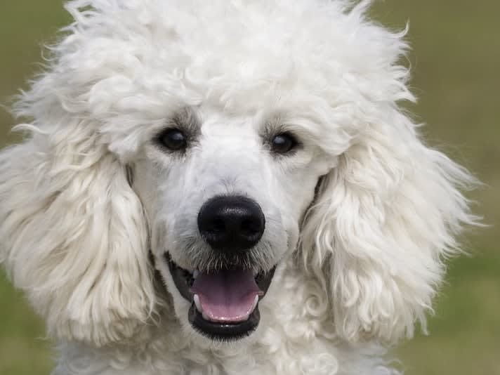 A Guide to Poodles - Embarkvet