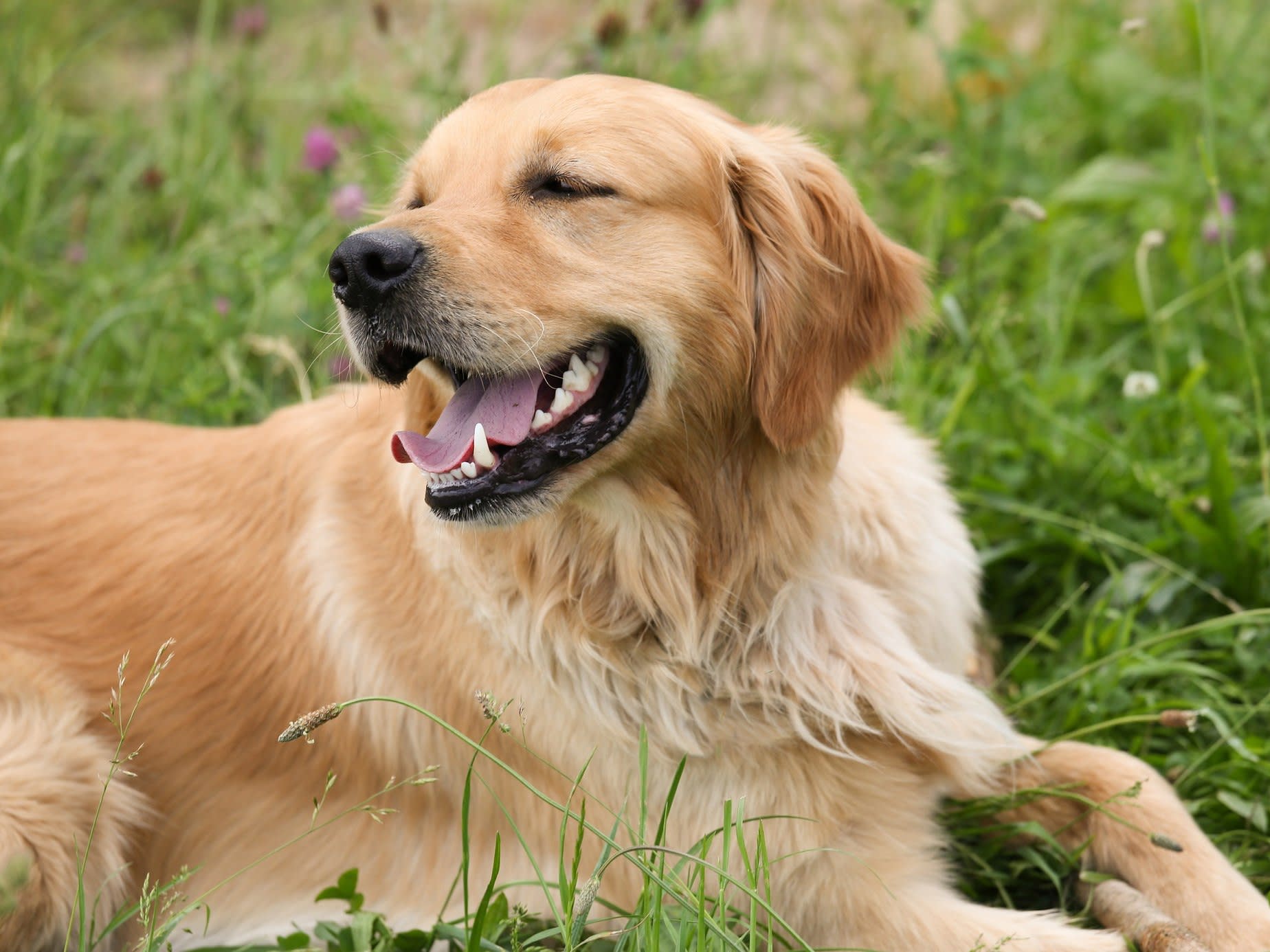 A Guide to Golden Retrievers - Embarkvet