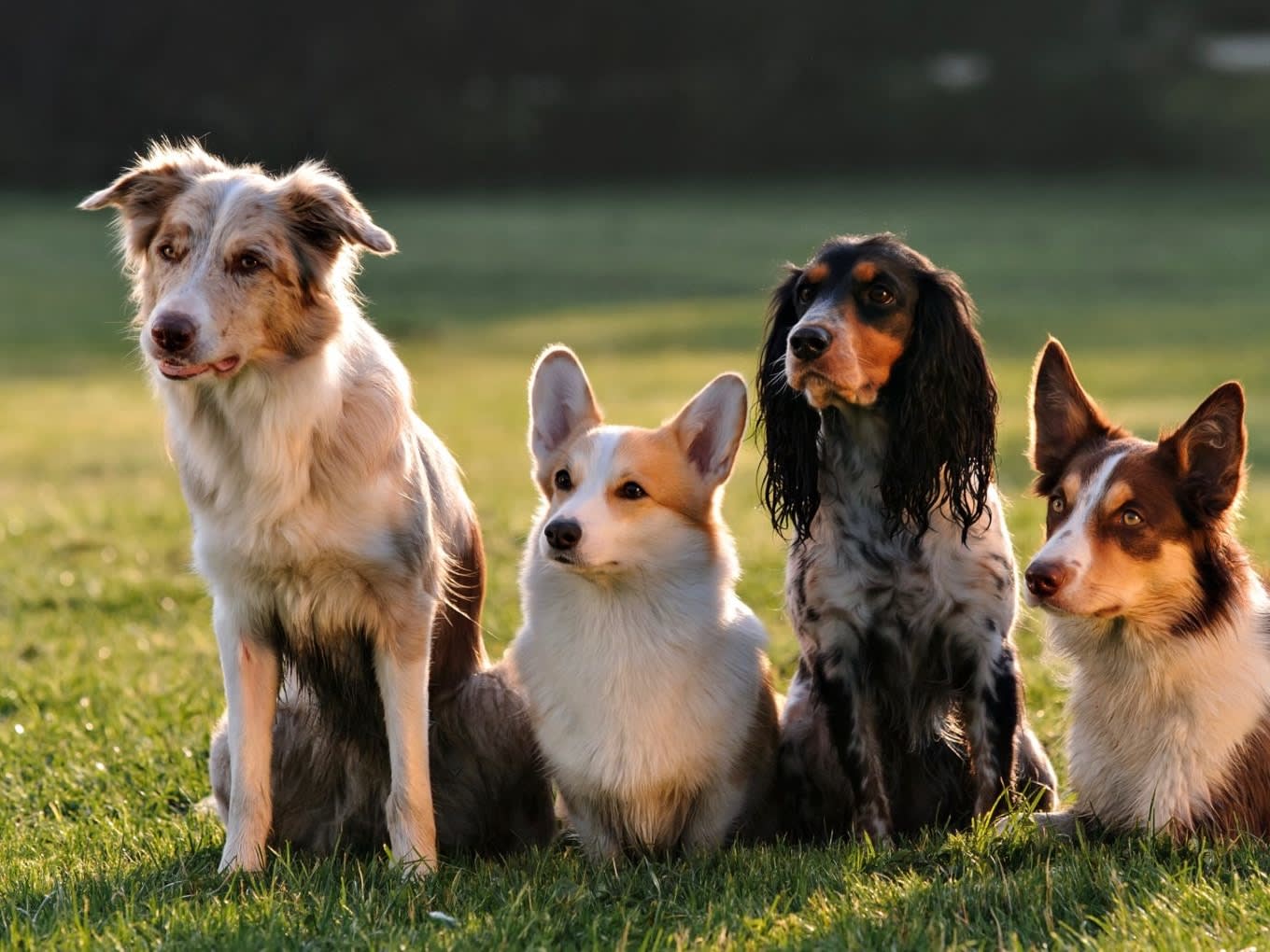 5 Ways to Celebrate National Dog Day | Embark