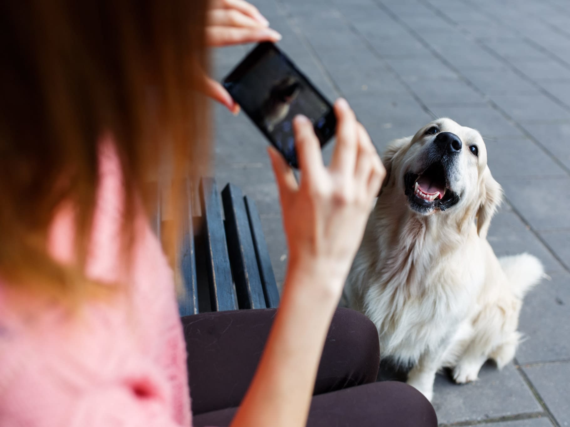 10 Tricks for Taking the Best Photos of your Dog | Embark