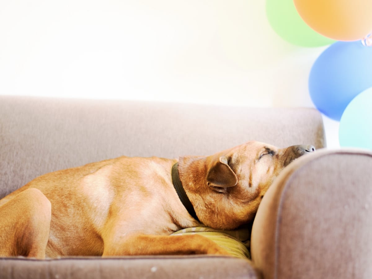Four Fantastic Ways to Celebrate National Dog Day - Embarkvet