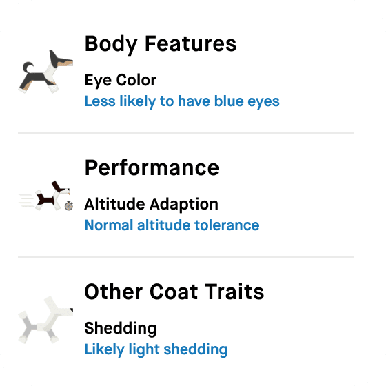 Embark dog DNA test kit – Embark Vet