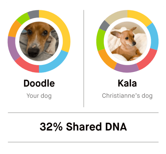 Embark dog DNA test kit – Embark Vet