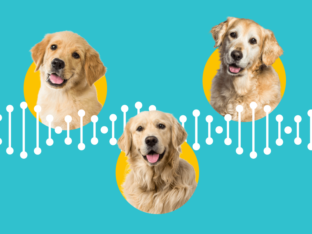 The Science Behind the Embark Dog Age Test - Embarkvet
