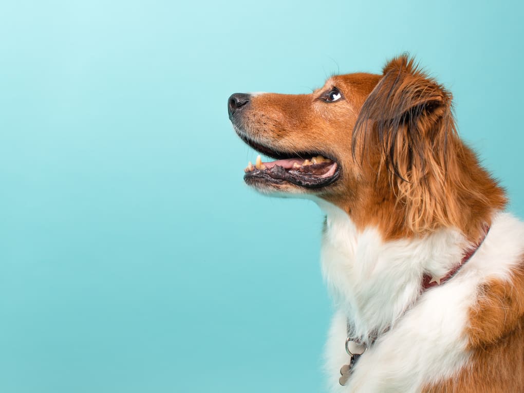 Dog Genetics 101 | Dog DNA Basics - Embarkvet