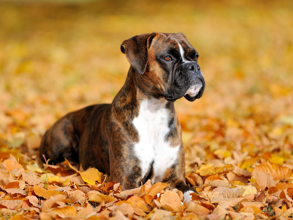 Mast Cell Tumors in Dogs - Embarkvet