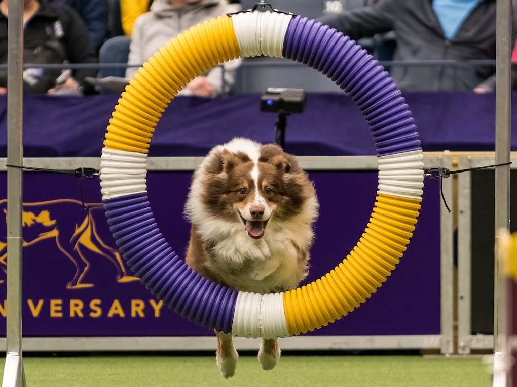 Top Dog Breeds in 6 Olympic Sports - Embarkvet