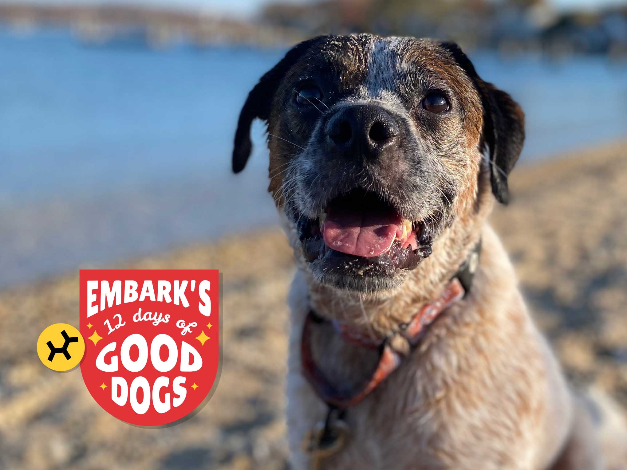 12 Days of Good Dogs - Embarkvet