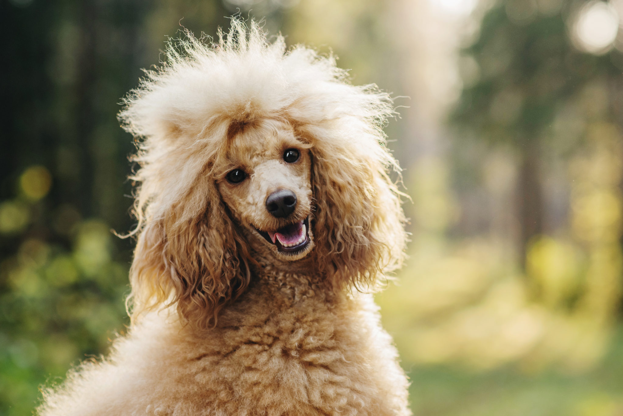 Standard Poodles: Dog breed info, photos, common names, and more ...