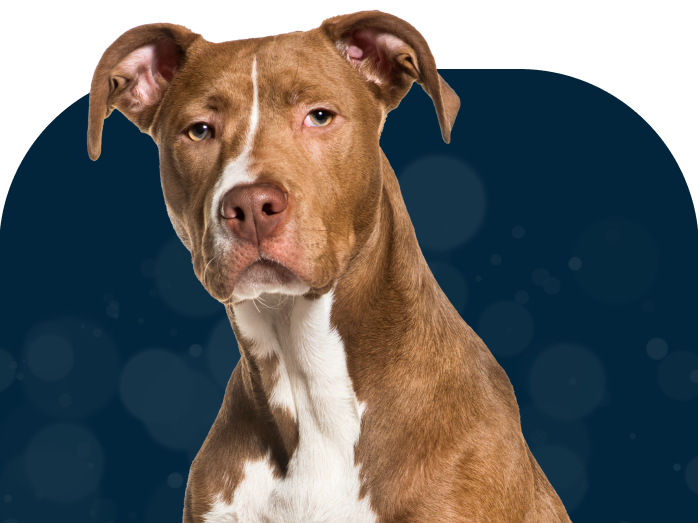 Case Study: How genetic testing uncovered a dog’s risk for HUU - Embarkvet