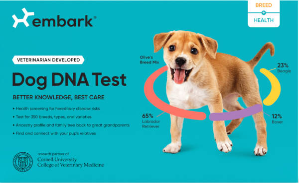 Intervertebral Disc Disease (Type I) in Dogs | Canine Health