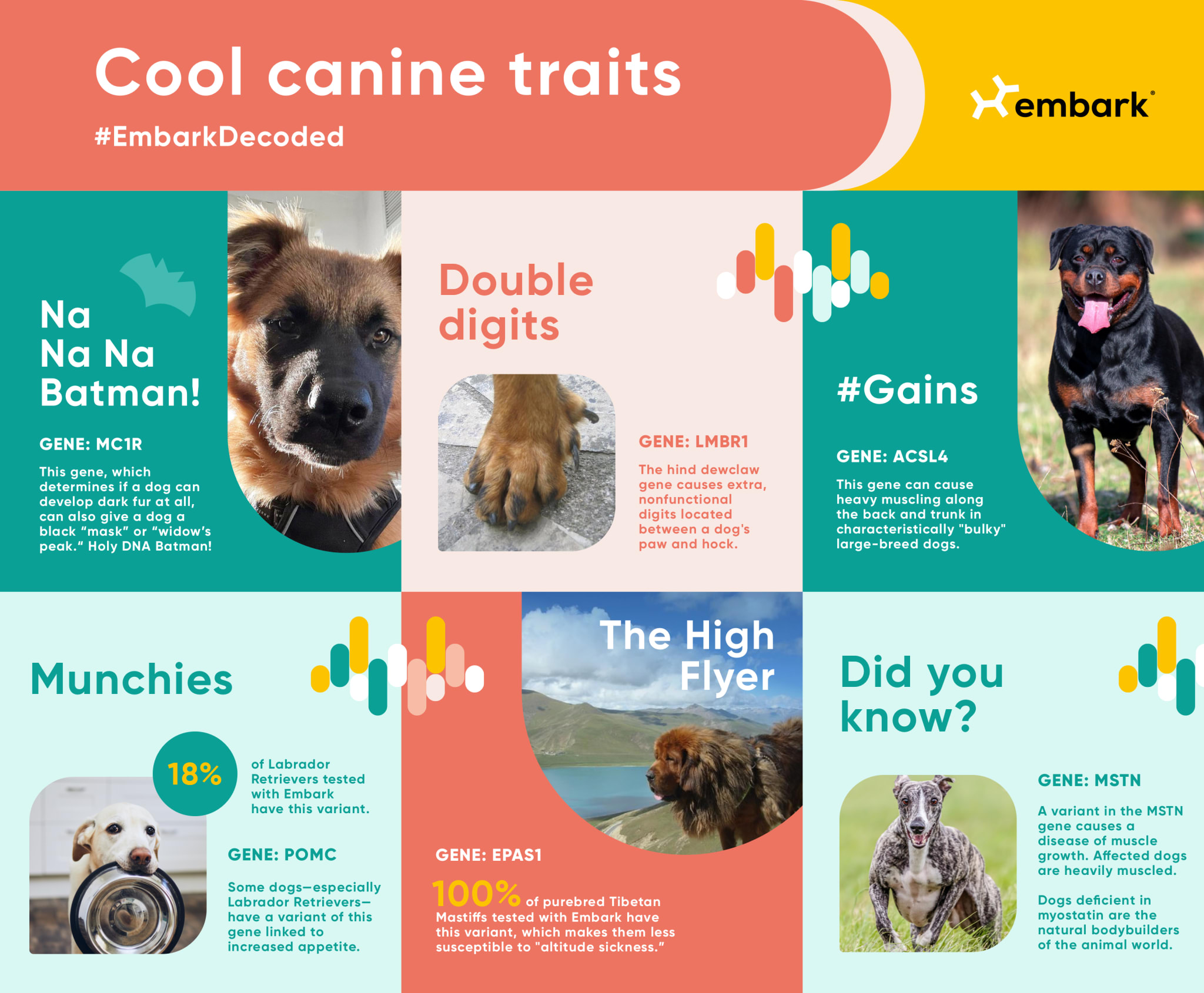 Genes Behind The Coolest Canine Traits - Embarkvet