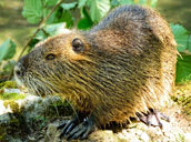 Vanliga svenska djur