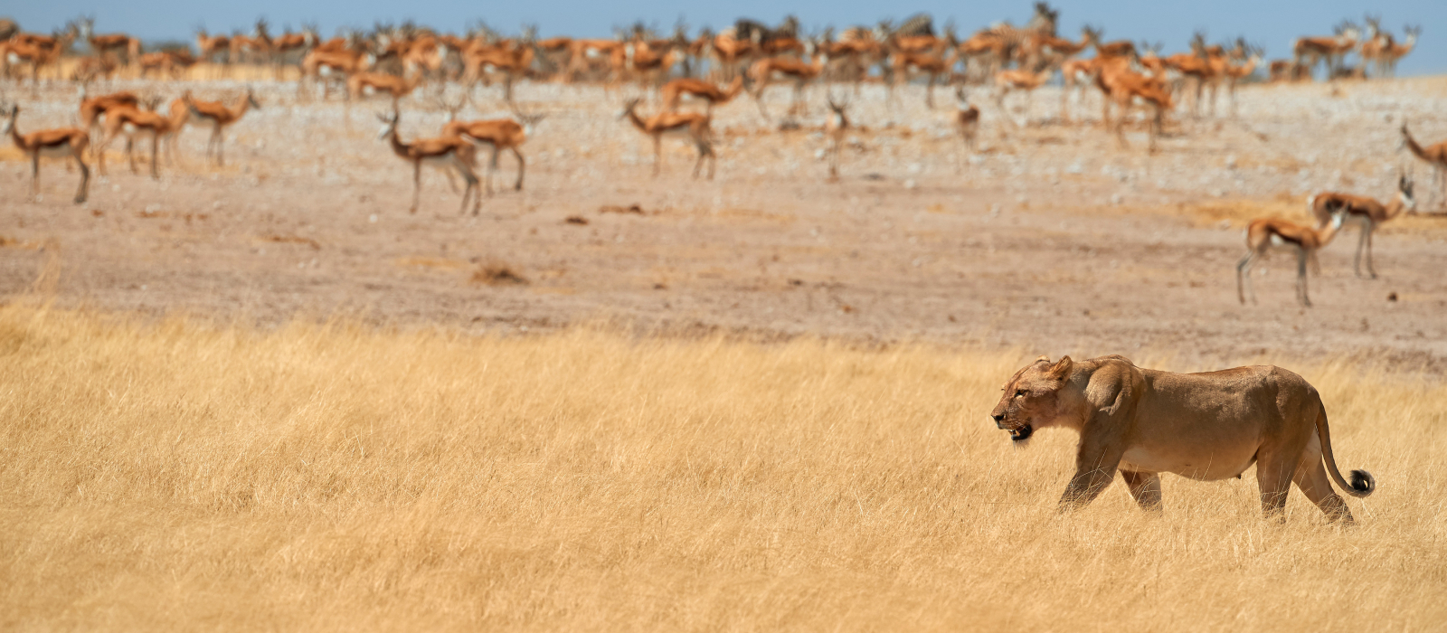 Discover the Top Ten Things to do in Namibia | Enchanting Travels