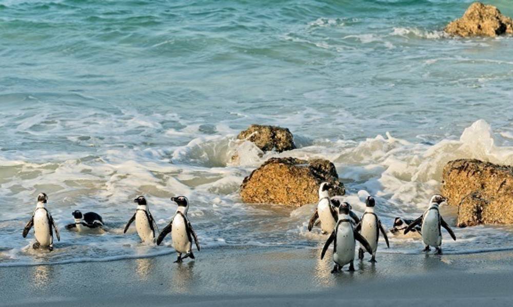 Wildlife Tour Recommendations with Enchanting Travels