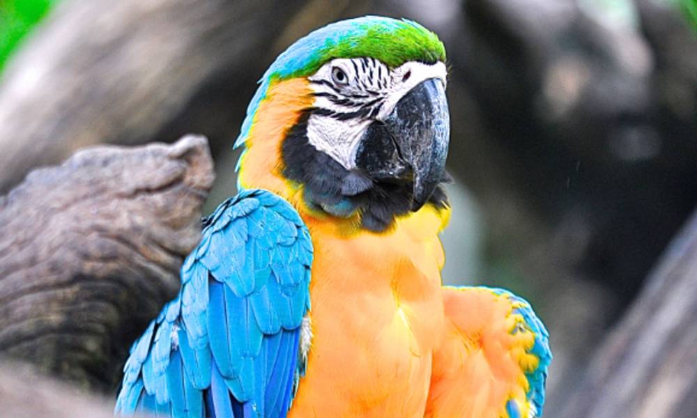 Amazonas Brasilien - Anavilhanas Archipel | Enchanting Travels