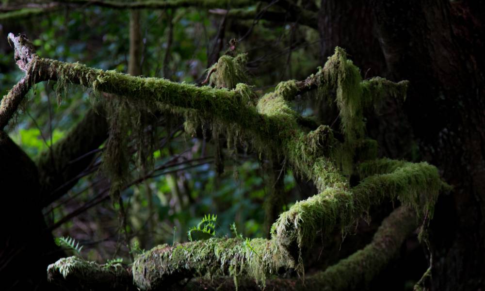 Exploring Indigenous Culture in Canada - Enchanting Travels
