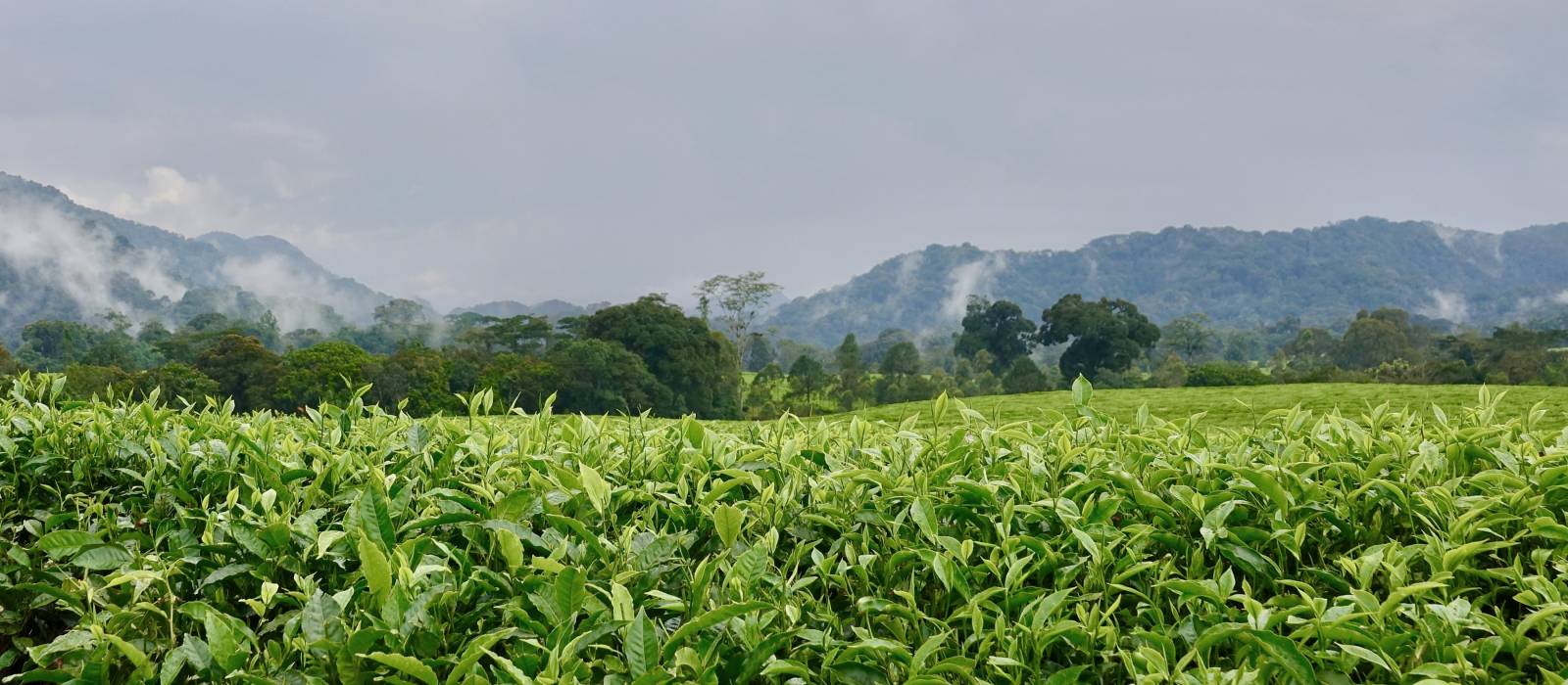 Rwanda Safaris Tours & Gorilla Treks | Enchanting Travels