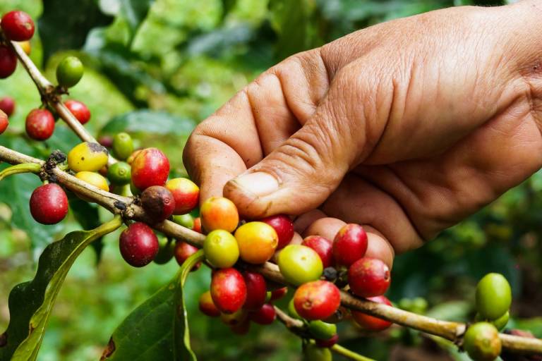 Private Coffee Tour: On the Trail of the Perfect Brew