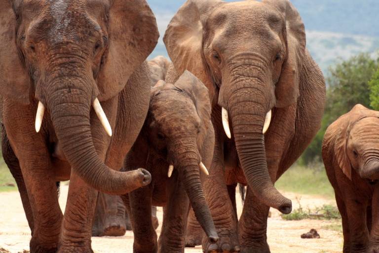 Find Out Why You Should Visit South Africa In Winter find-out-why-you-should-visit-south-africa-in-winter