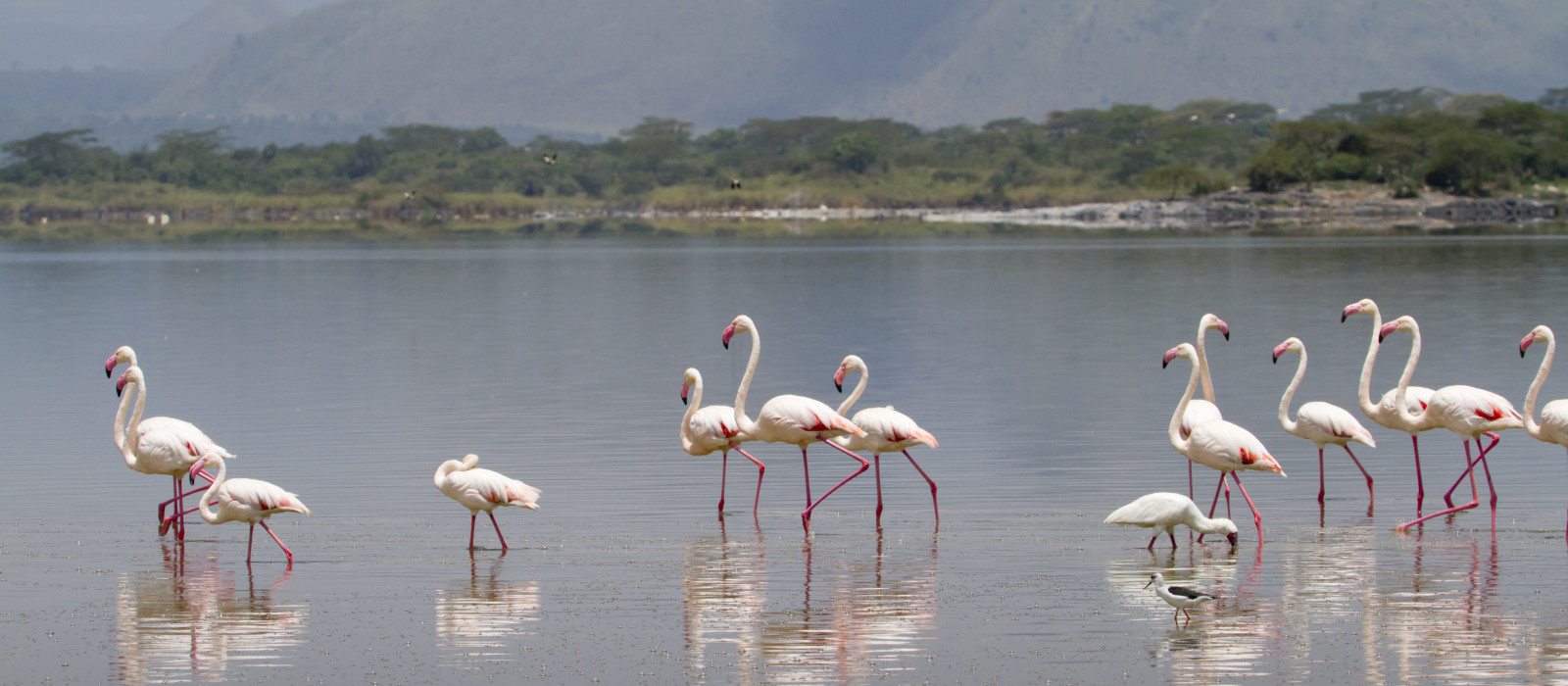 Lake Elementaita Safari & Kenya Trip | Enchanting Travels