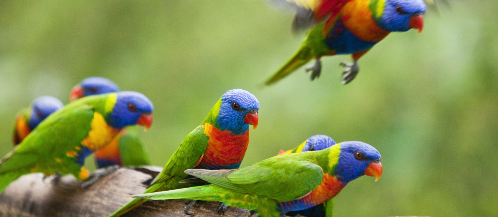 Atherton Tablelands Tours in Australia | Enchanting Travels