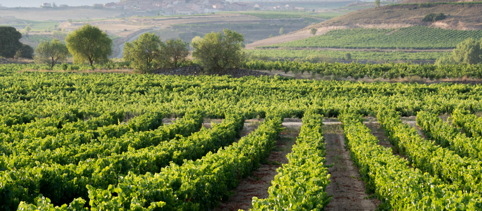 Exclusive Travel Tips for Your Destination La Rioja Region in Spain