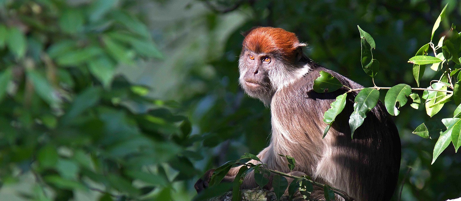 Kibale Tours & Custom Uganda Tours | Enchanting Travels