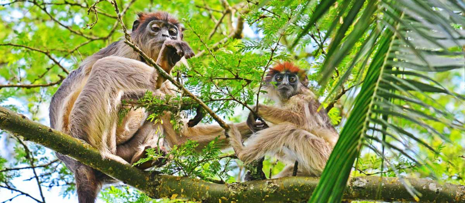 Primate Lodge Hotel in Uganda | ENCHANTING TRAVELS