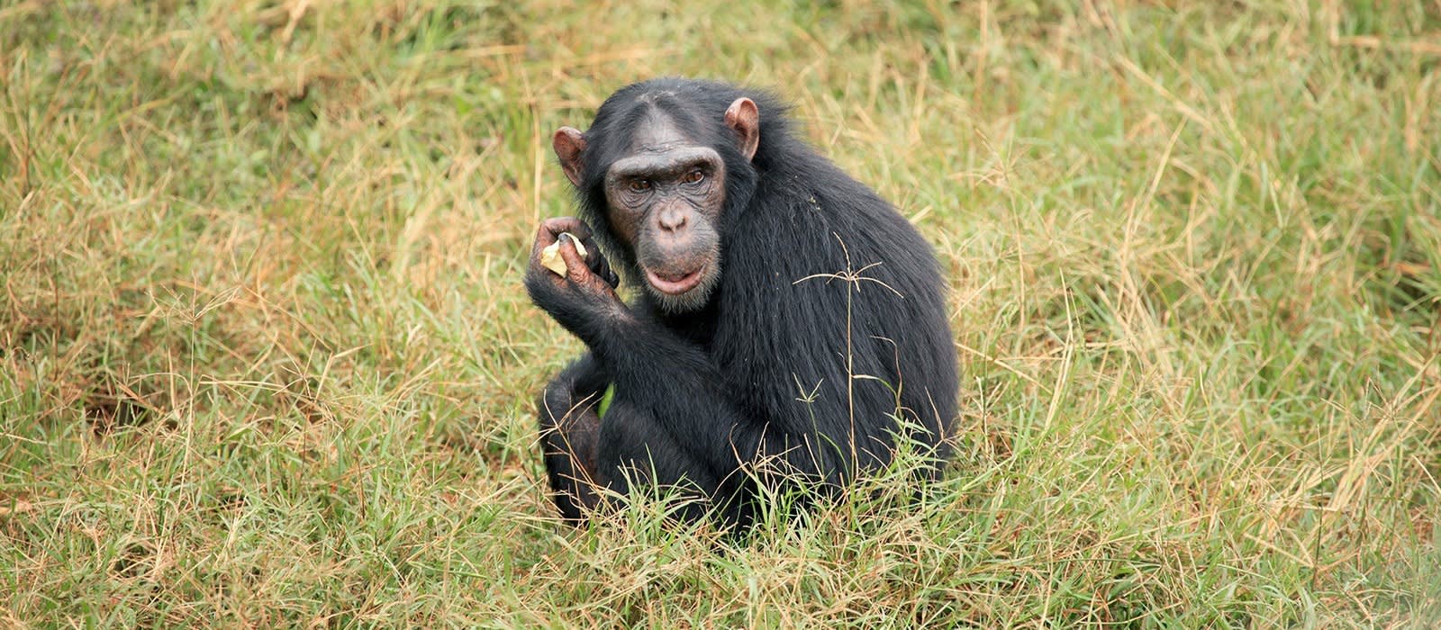 Entebbe Safari & Custom Uganda Tours | Enchanting Travels
