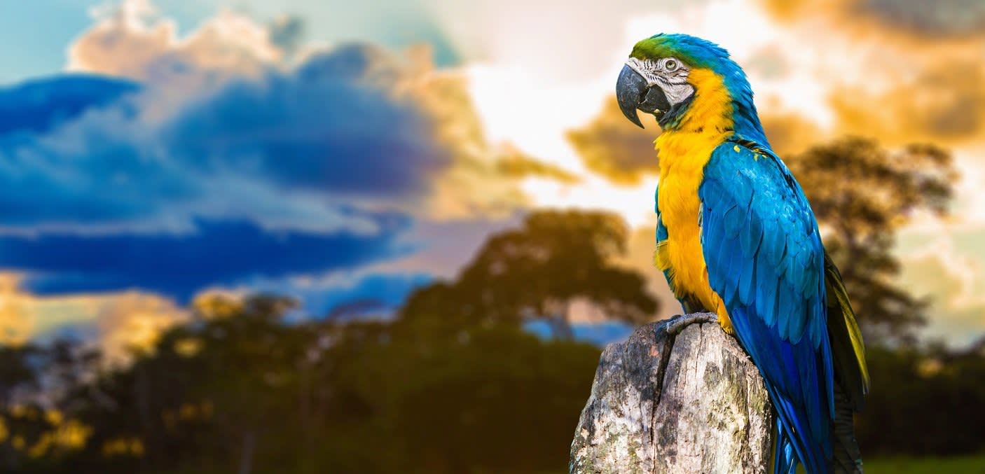 Brazil Wildlife Safari & Beaches | Enchanting Travels