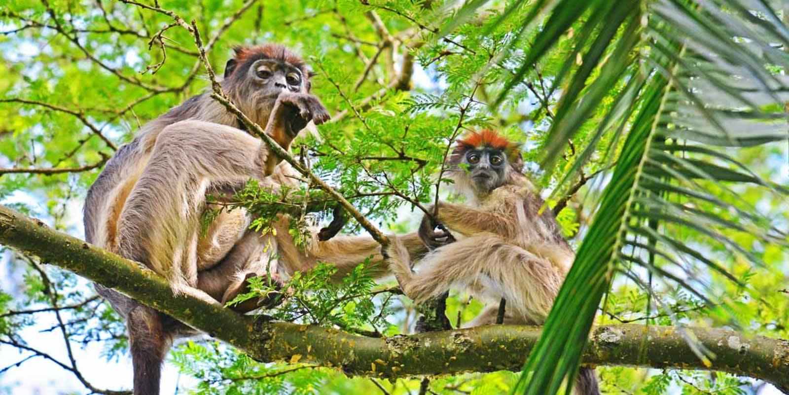Primate Lodge - Enchanting Travels