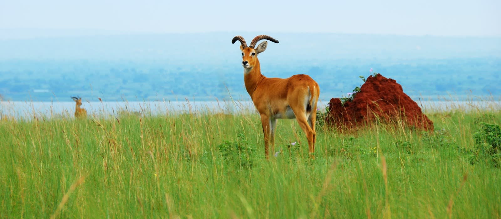 Lake Albert Cruise & Uganda Trip | Enchanting Travels