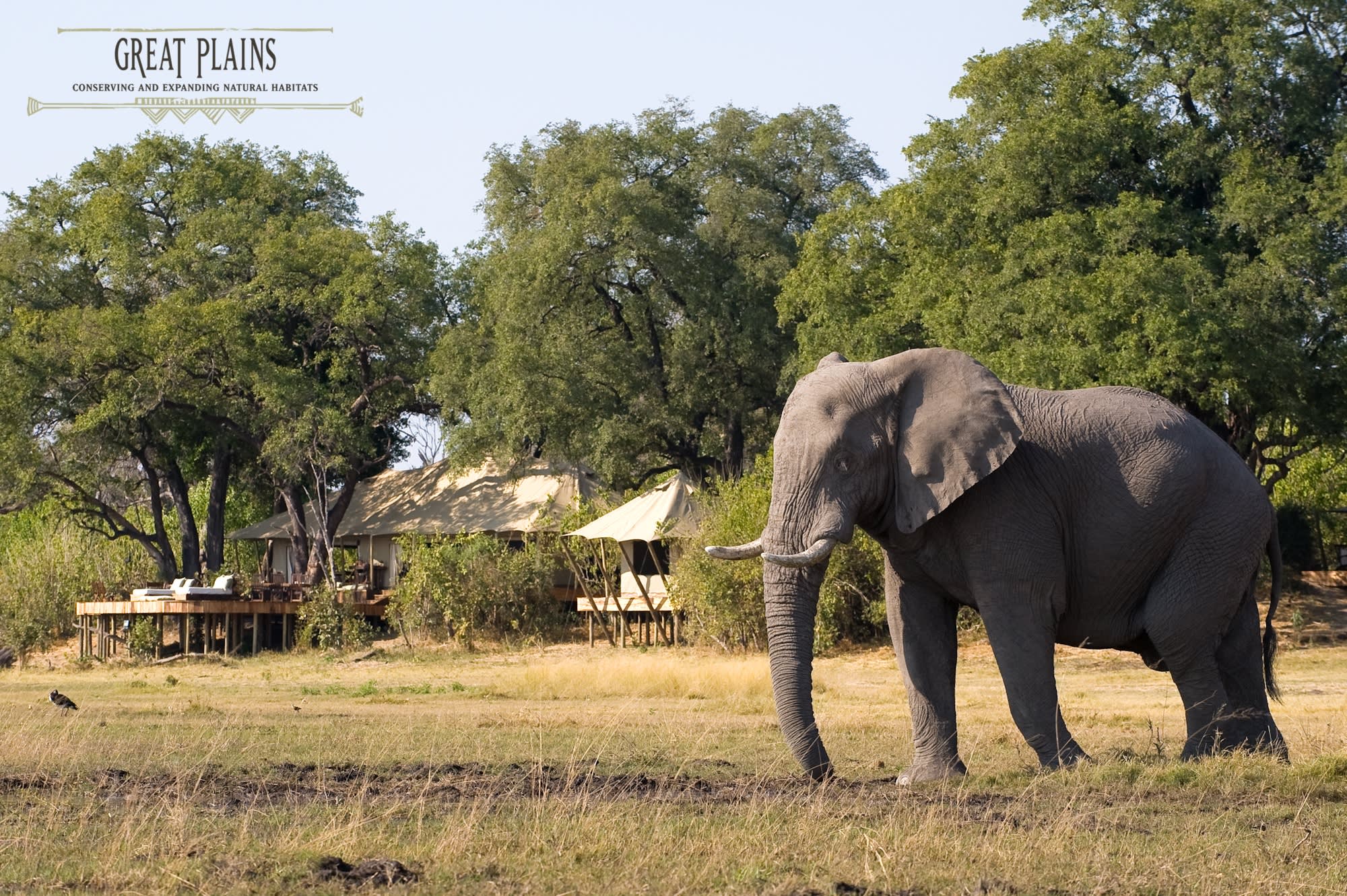 Zarafa Camp - Enchanting Travels