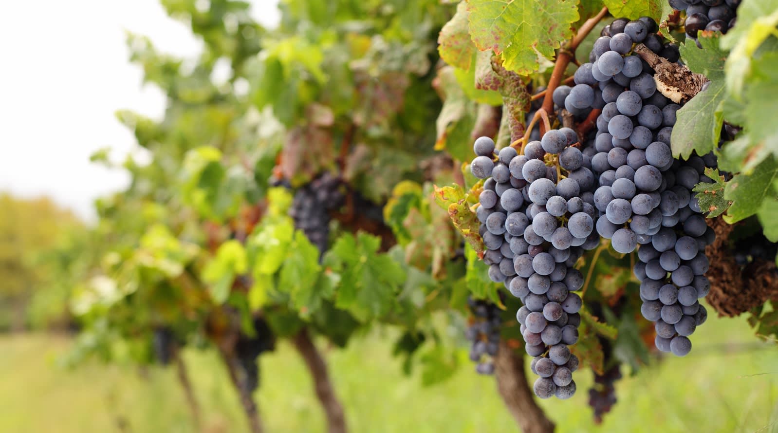 World's Best Plantations and Vineyards | Enchanting Travels