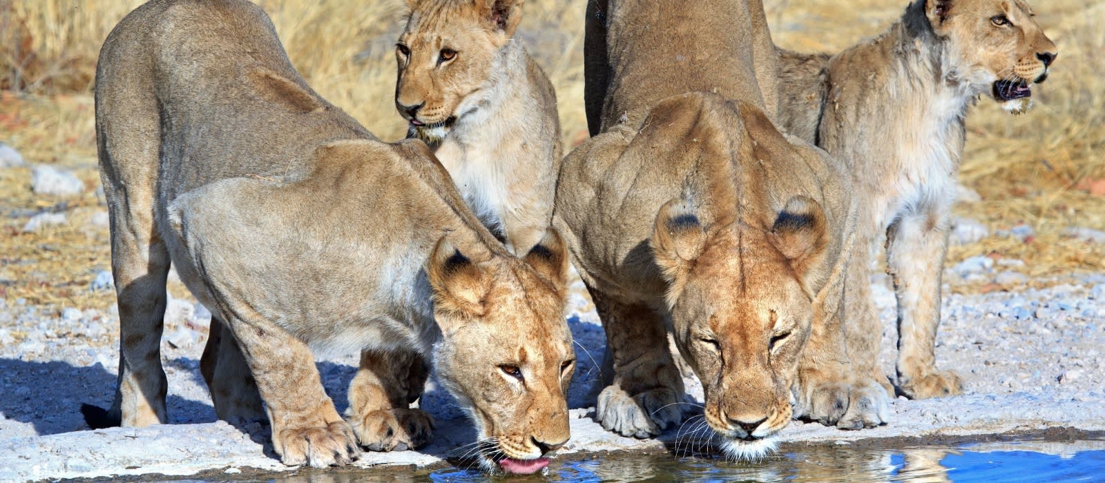 Etosha Safaris & Custom Namibia Tours | Enchanting Travels