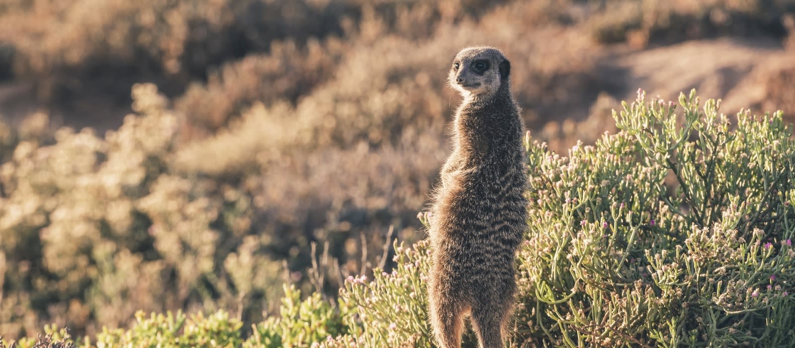 Little Karoo Tours & South Africa Trip | Enchanting Travels