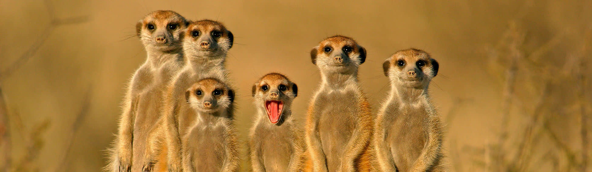 Surikat-safari - MyPlanet Rejser