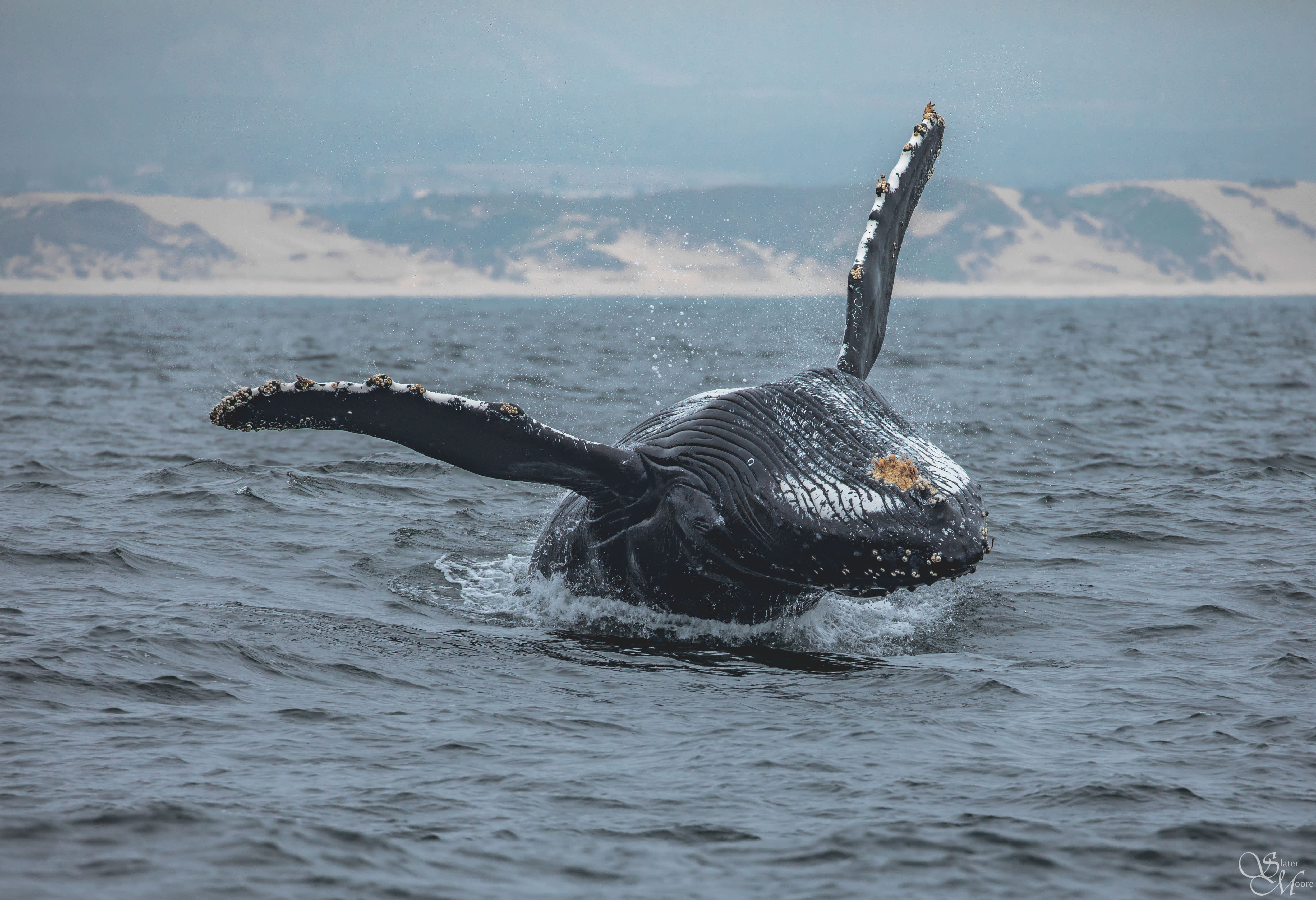 Hvalsafari i Californien - Se fantastiske hvaler - Book her!