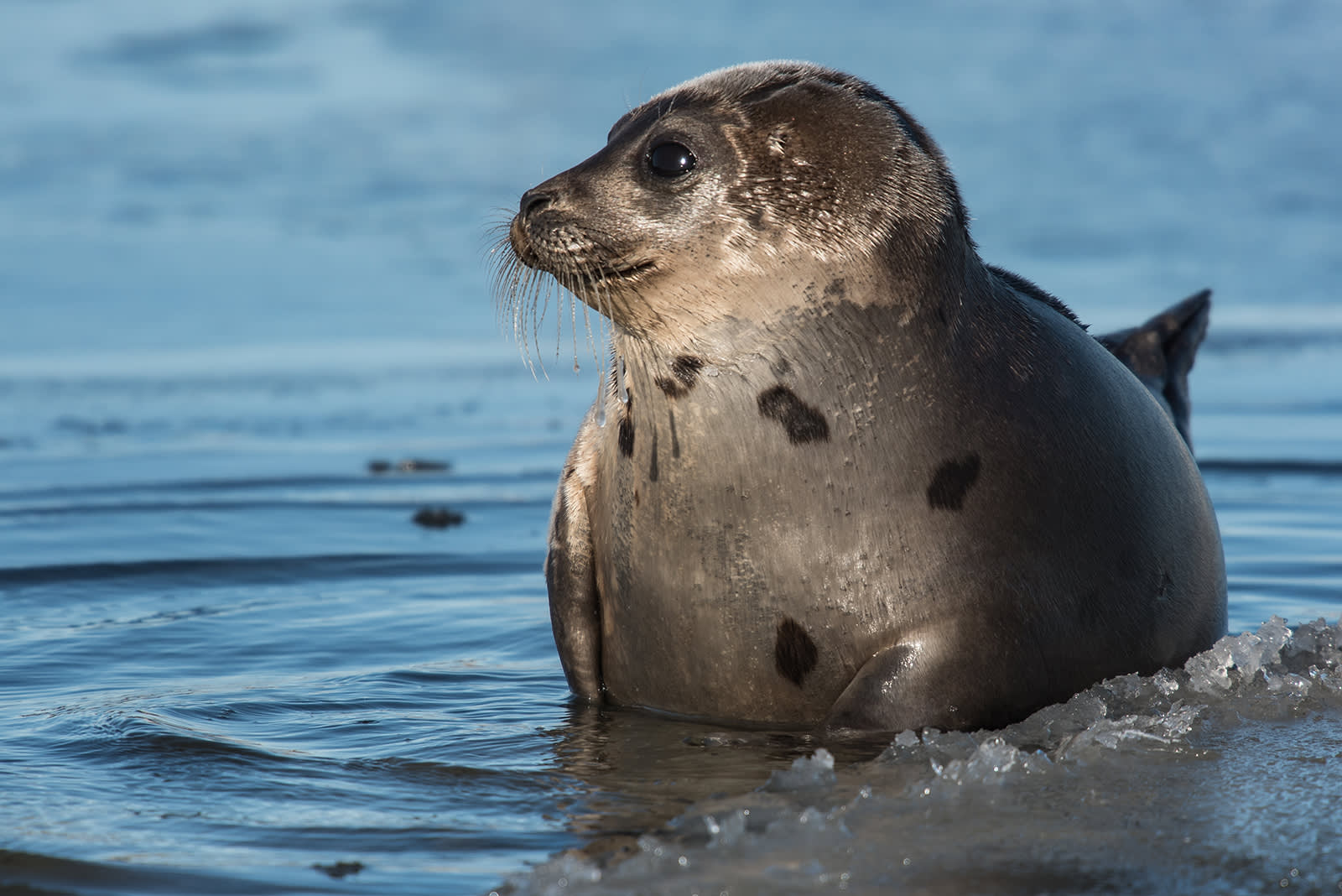 Wildlife Guide: Harp Seal Facts - Quark Expeditions
