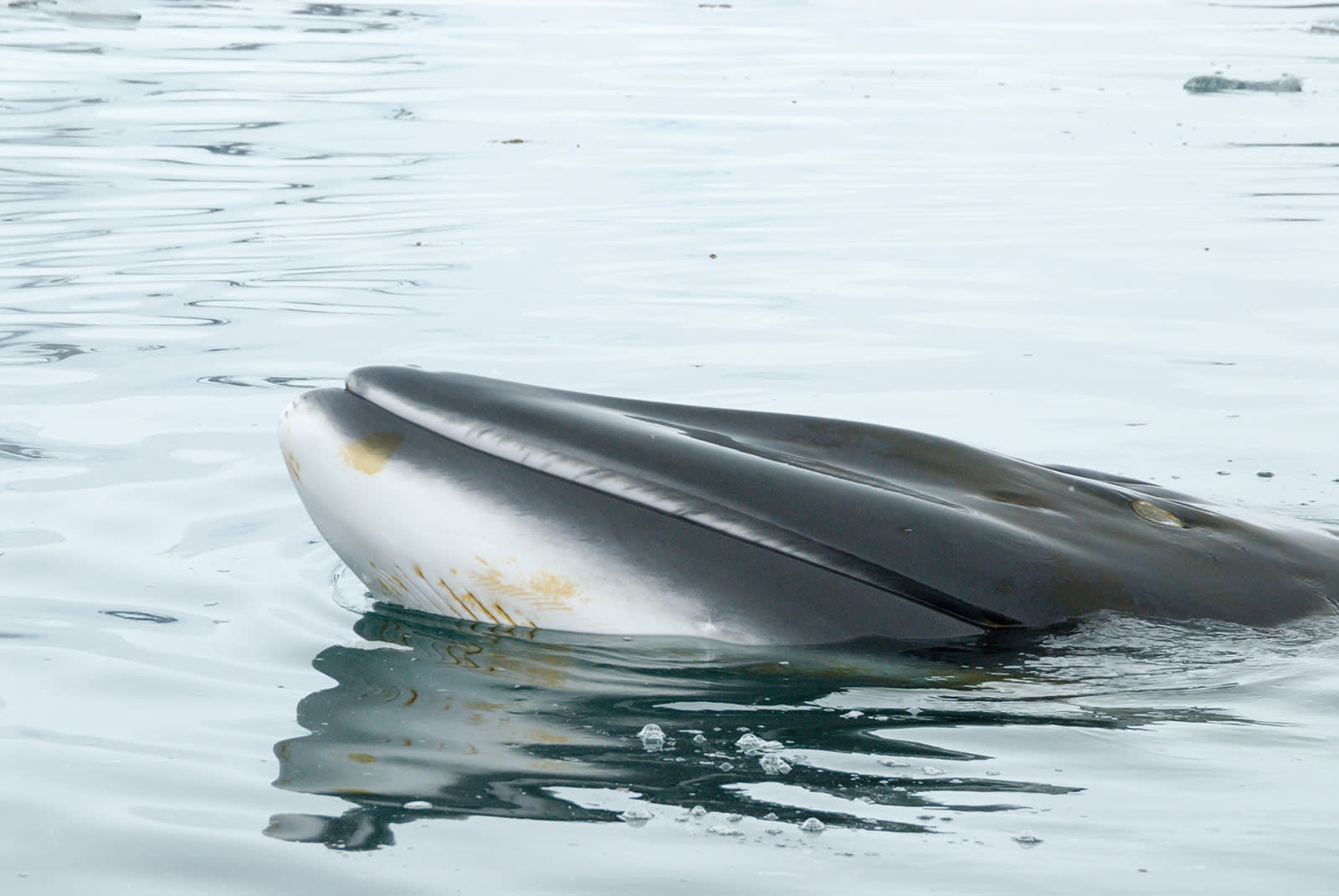 Wildlife Guide: Minke Whale Facts - Quark Expeditions