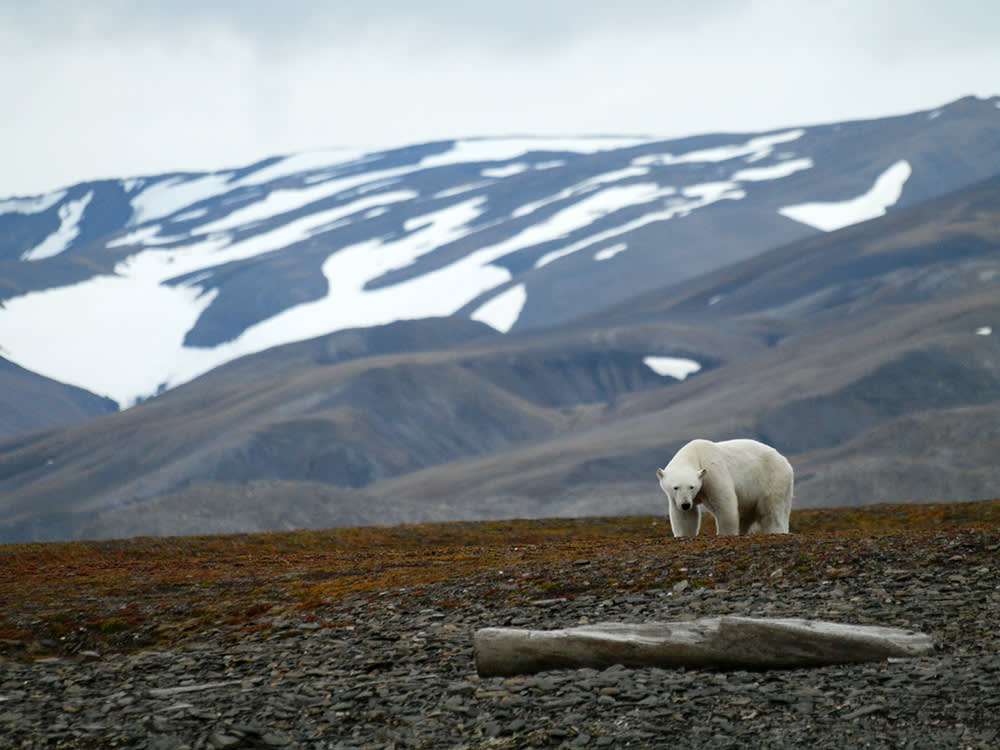 A day in the life: Spitsbergen, Arctic - Quark Expeditions
