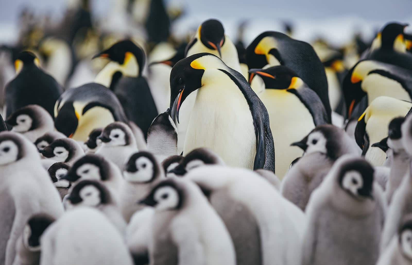 Wildlife Guide: Emperor Penguin Facts - Quark Expeditions